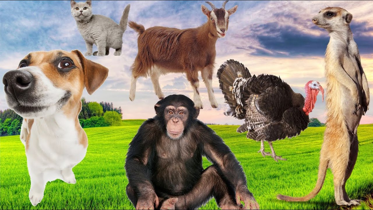 Animal sounds - the world through the perspective of cows, cats ...