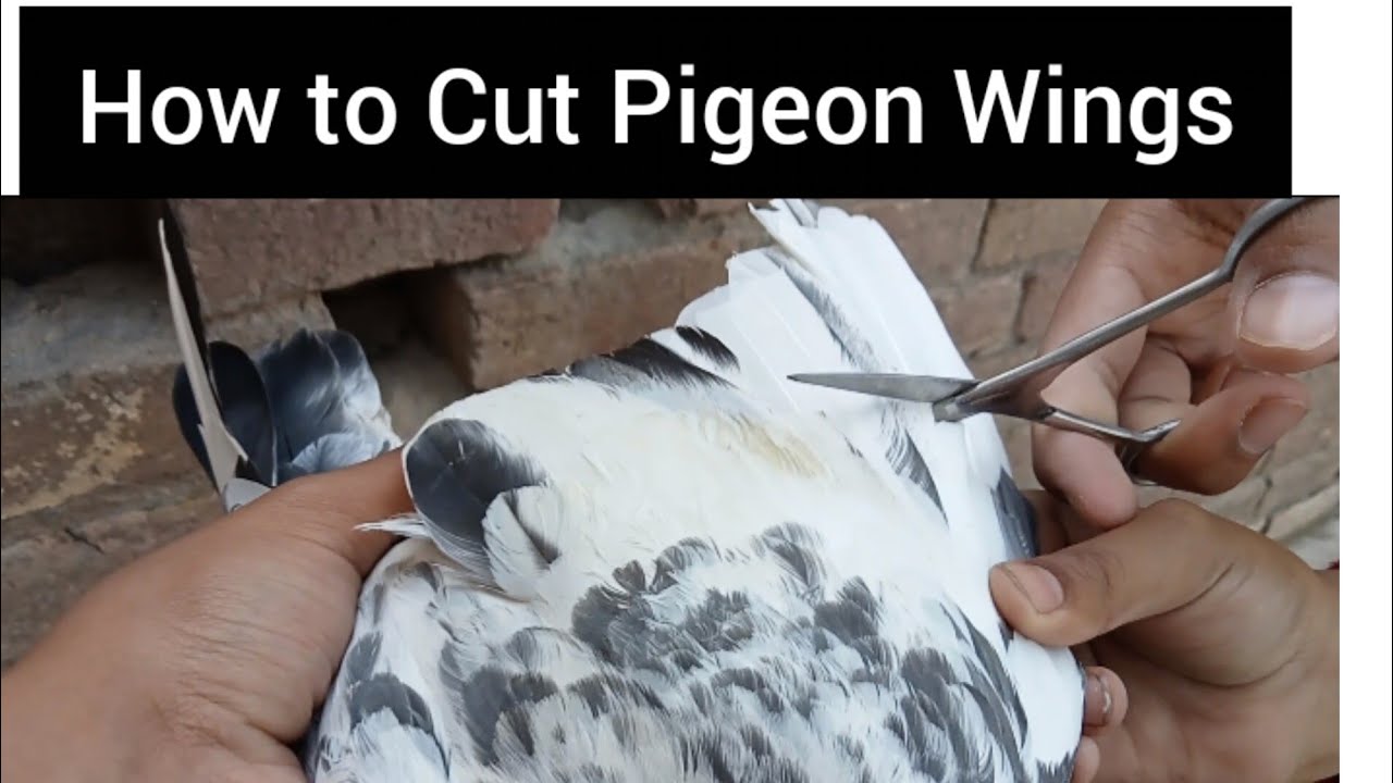 Kasori Kaboutar Ky Pr Cut Kr Diye//How To Cut Pigeon Wings//Sami Satti ...