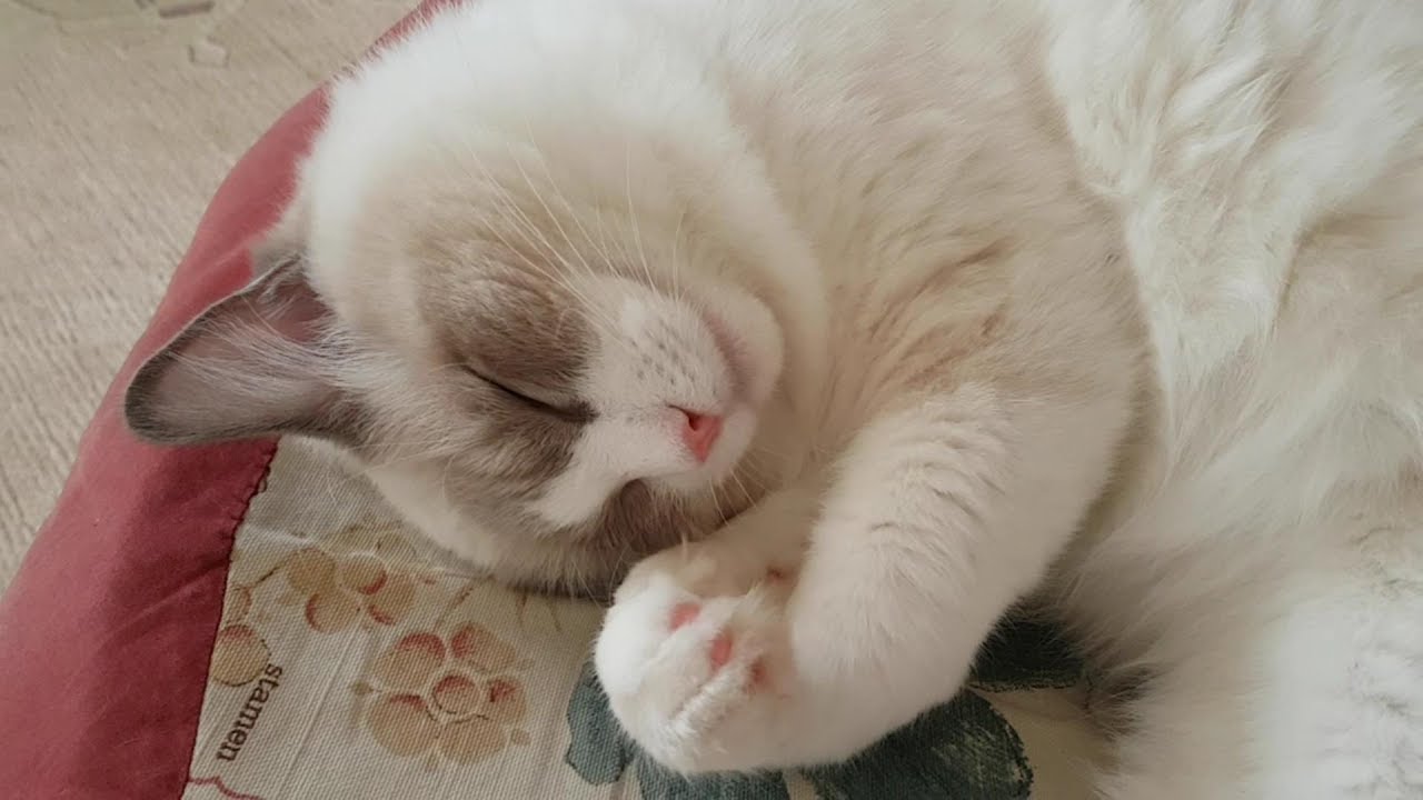 Ragdoll Merlin wakes up - YouTube