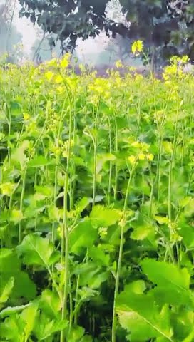 mustard crop # village video # Yt shorts # viral video - YouTube