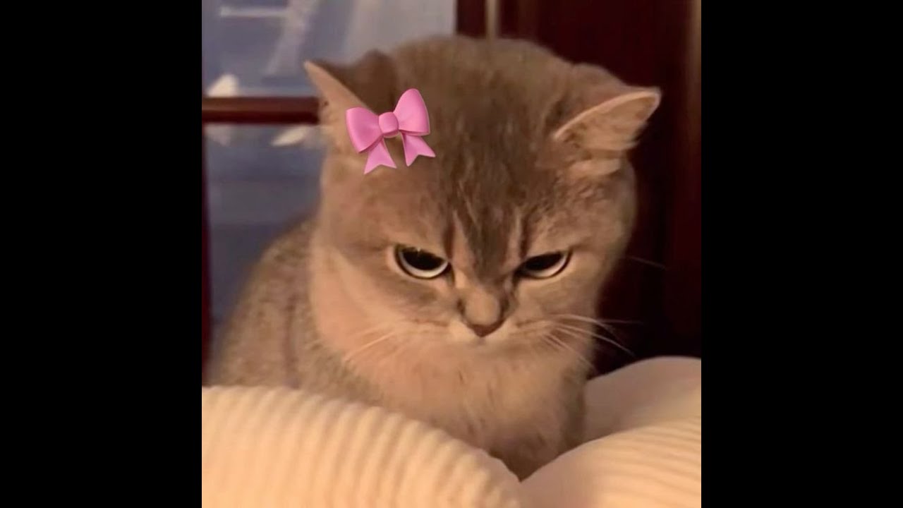 ≽^•⩊•^≼ - YouTube