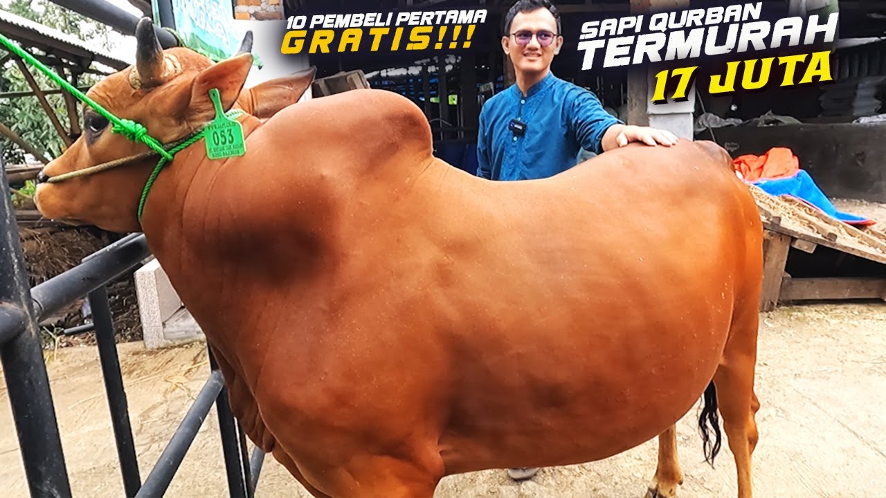 Lengkap Sapi qurban Ekonomis Sapi Qurban Premium Jenis Lokal Sapi ...