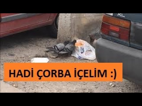Oto sanayide güvercinler çorba içiyor komik :)