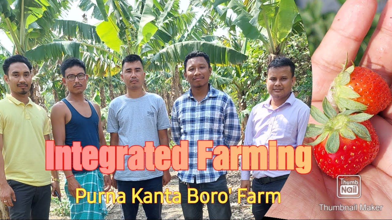 Integrated Farming at Chirang, Assam II Purna Kanta Boro Farm - YouTube