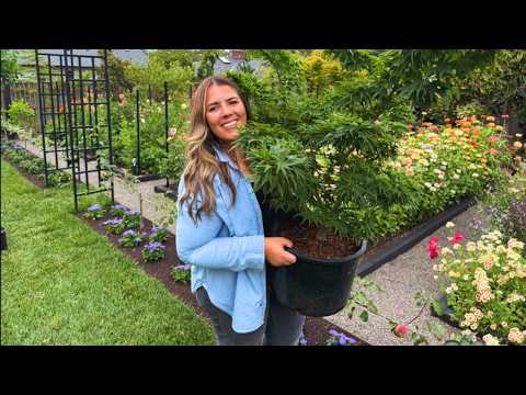 Building Our English Cottage Garden | Planting The First Trees 🌿