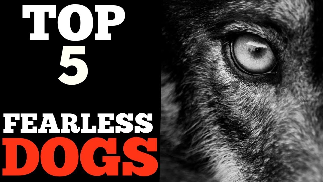 TOP 5 FEARLESS DOGS| FEARLESS DOG BREEDS | DOGGIES TRAINING - YouTube