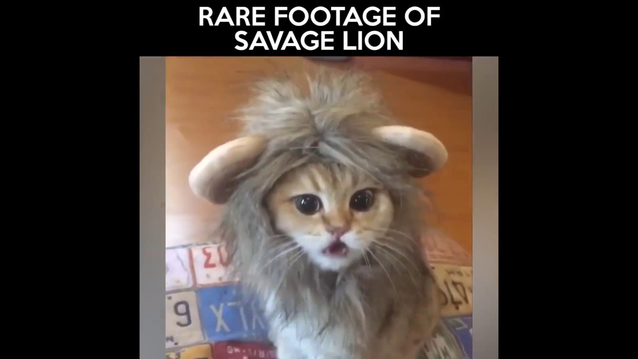 Faze hazlii | Animale adorabile | Animale amuzante 2017 | Incearca sa ...