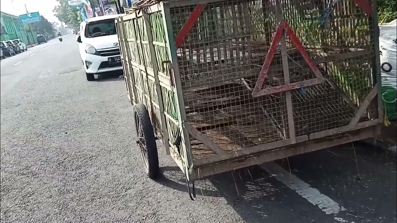 Gerobak Bebek Di Pinggir Jalan Youtube