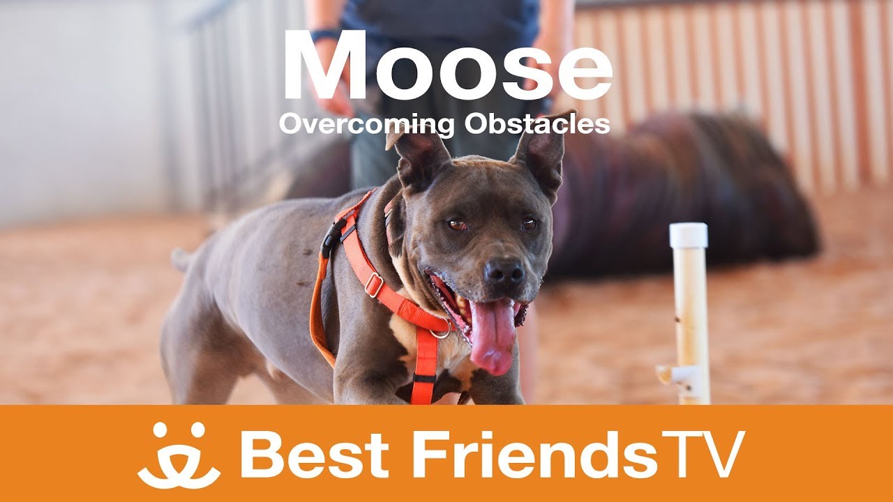 Best Friends TV Episode 5: Moose Overcomes His Past - YouTube