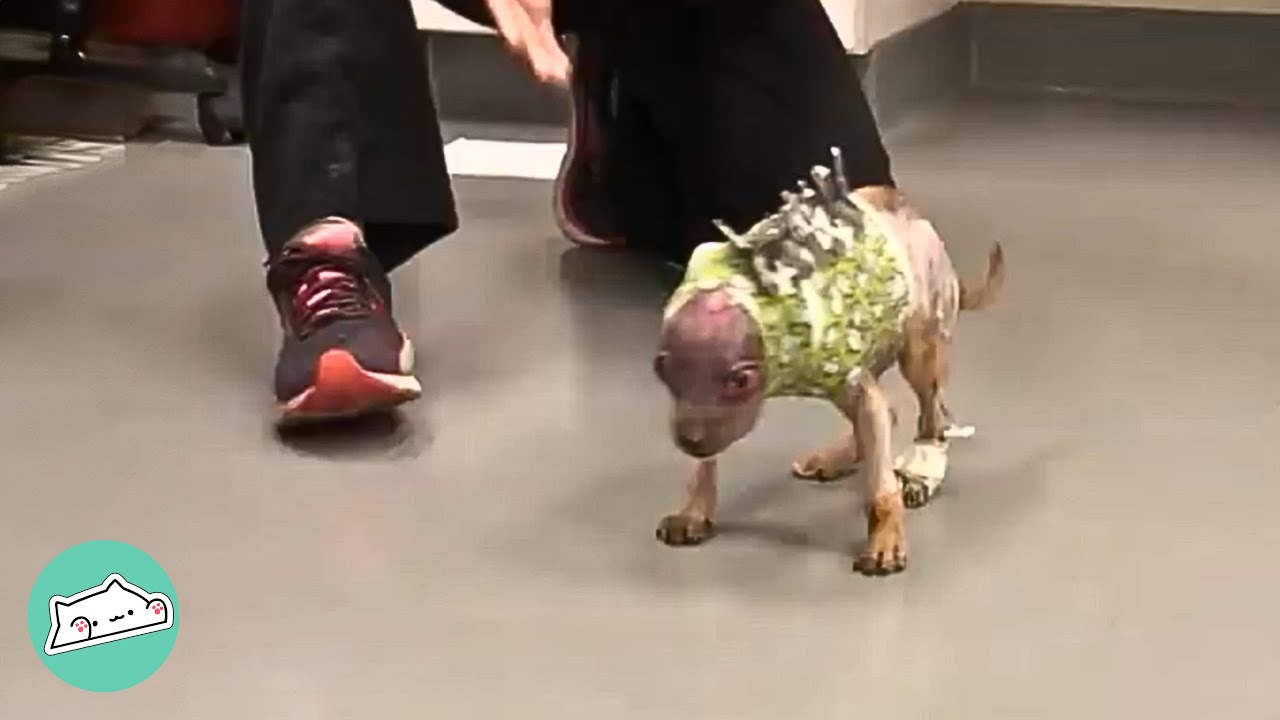 After Surgeries and Bandages Dog Is Coming Out of His Shell - YouTube