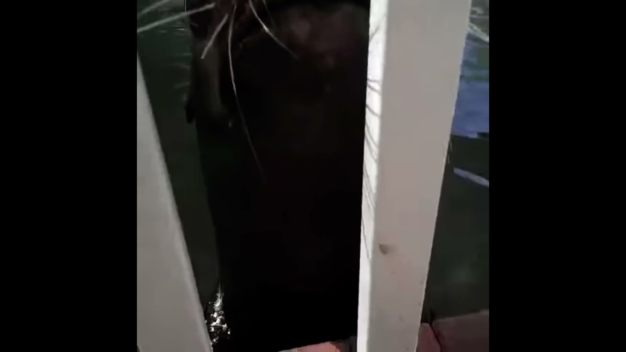 Seal screaming - YouTube