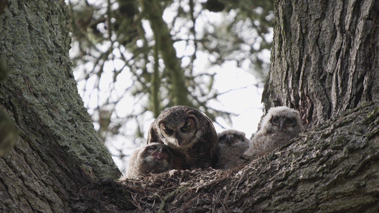 San Francisco Owl Family Eating a Rat - YouTube