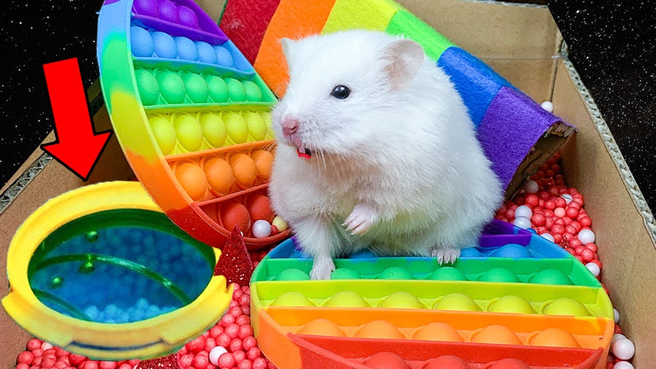 Colorful Hamster Pop It Maze with Ball Pool | Obstacle Course - YouTube