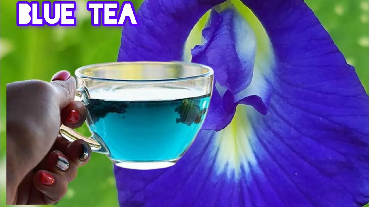 అందం పెంచే శంకుపుప్షం టీ|Healthy Shankupushpam Tea |blue tea|butterfly ...