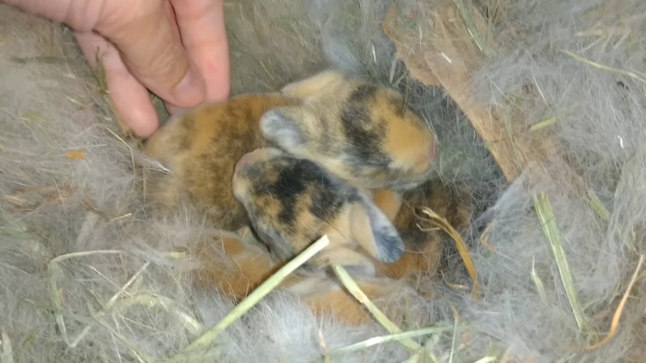 Our baby meat rabbits are one week old! - YouTube