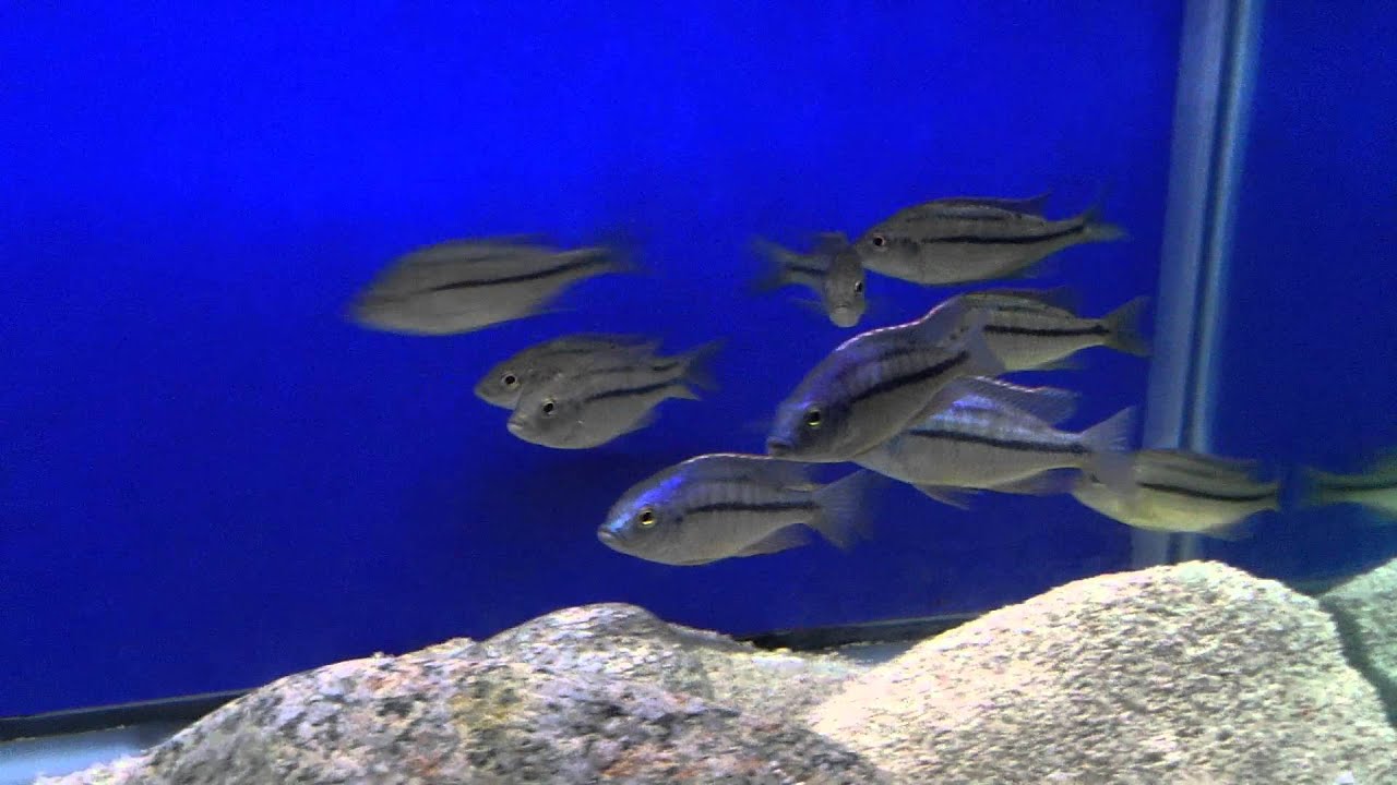 Protomelas marginatus ''Turquoise'' - YouTube