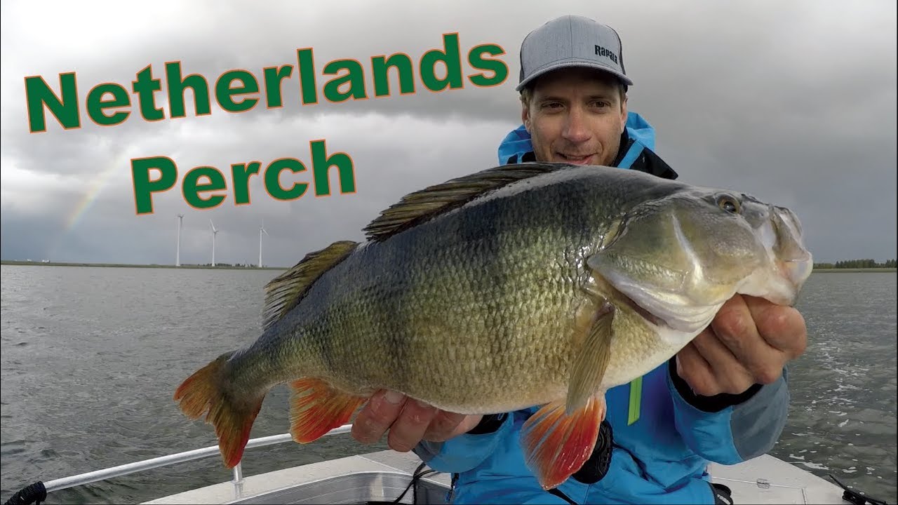 FISHING PERCH on Volkerak (NETHERLANDS)! BARSCH, BAARS, PERCHE. - YouTube