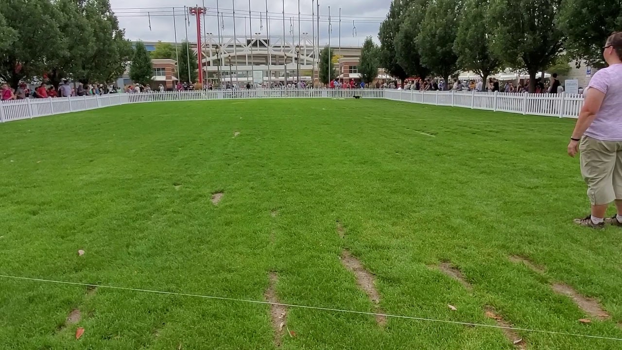 Running the Lure Course at Petfest! - YouTube