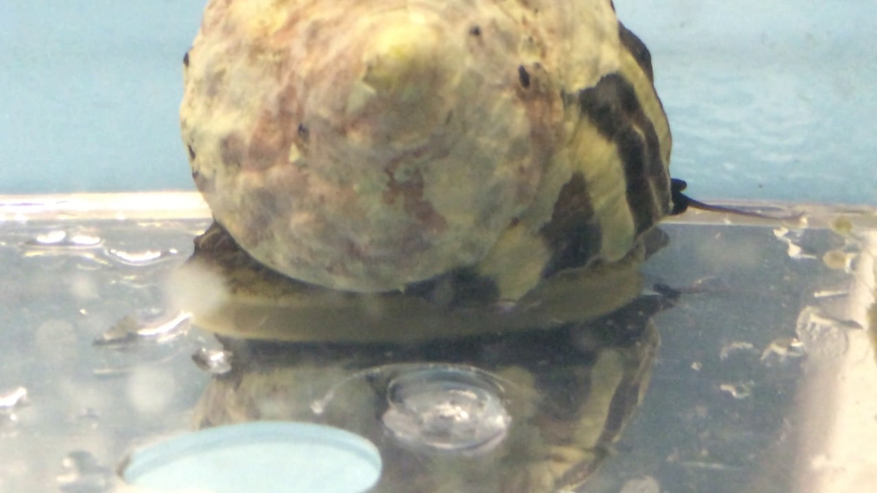 Zebra Turbo Snail - YouTube