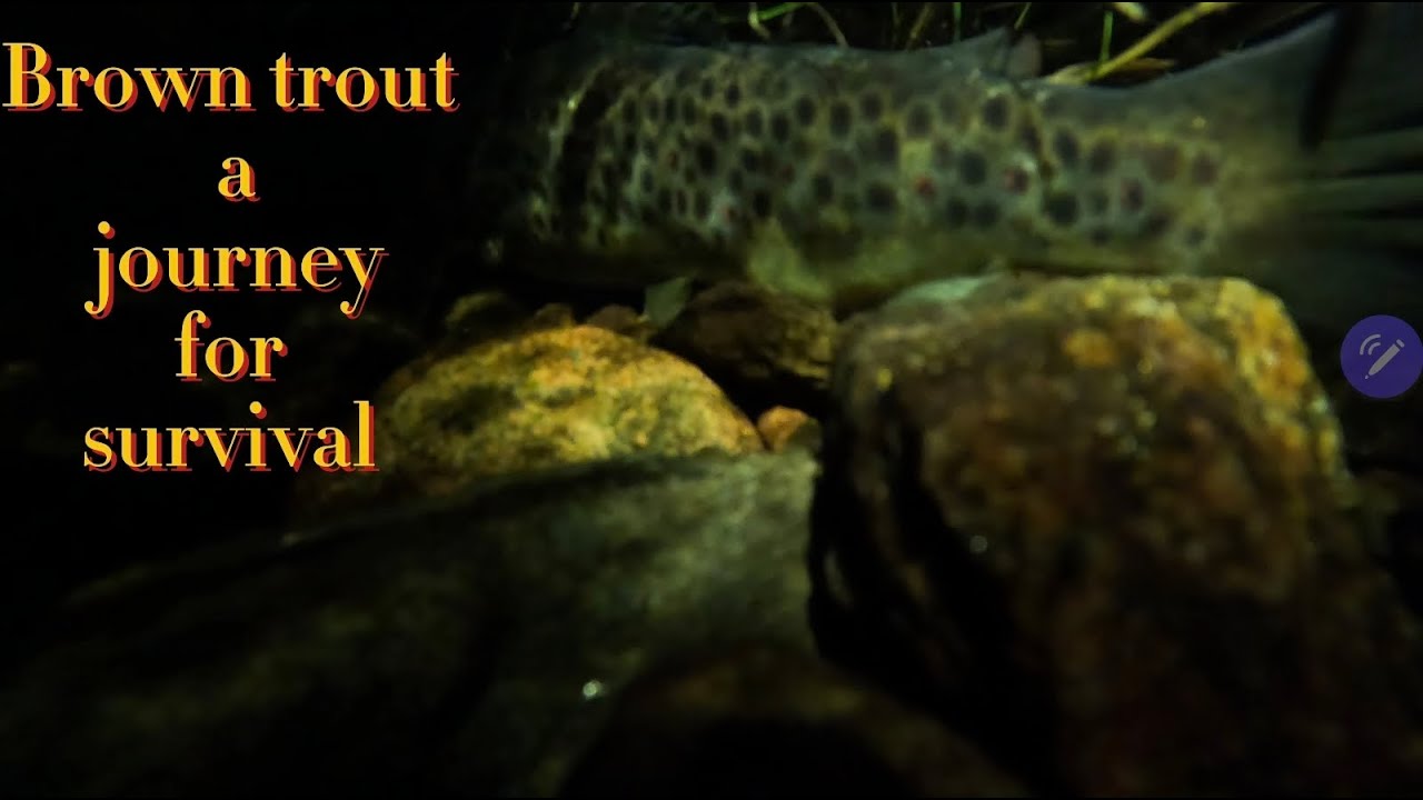 Spawning brown trout, a journey for survival - YouTube