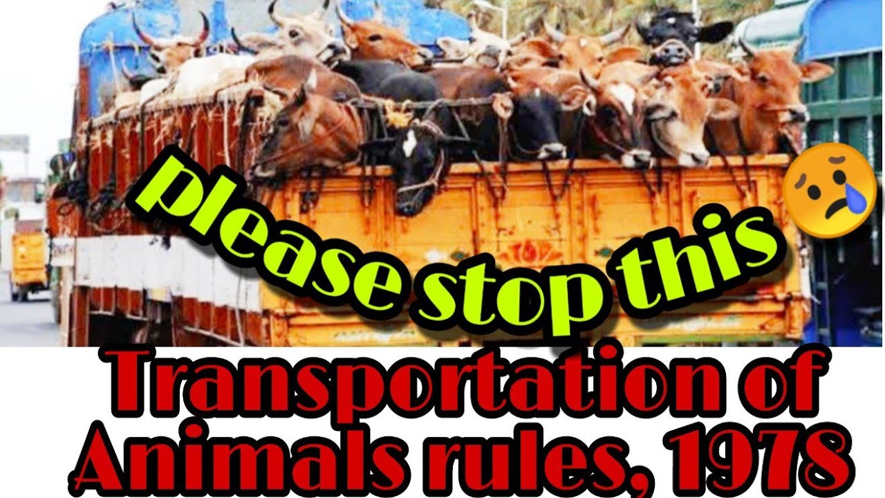 Transportation of animals rules, 1978 || PCA || Animal rights and ...