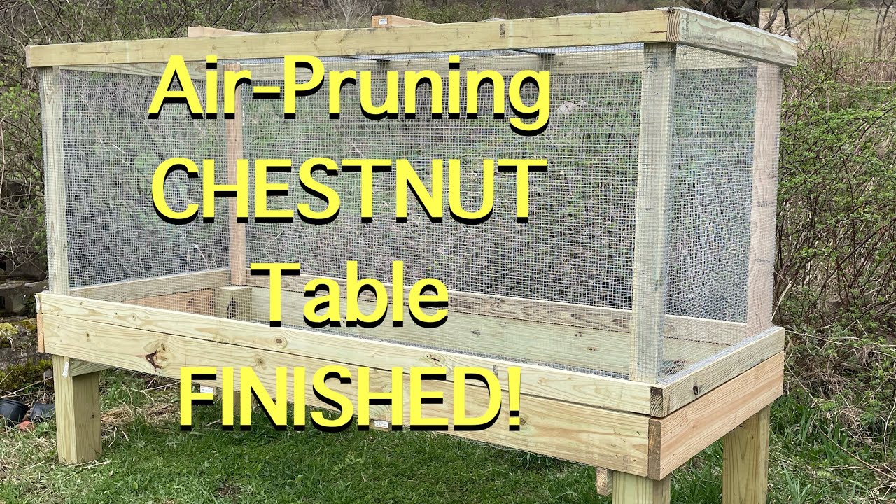 CHESTNUT Seed-Starting - Air-Pruning Table COMPLETE - YouTube