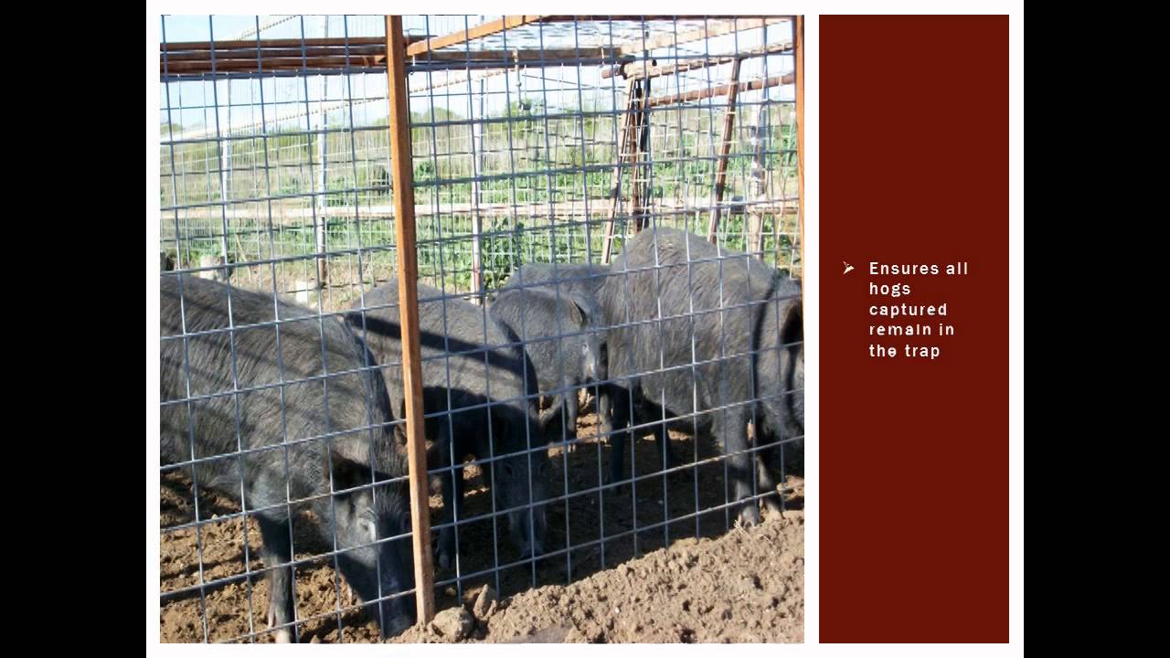 Improving Feral Hog Box Trapping Efforts - YouTube