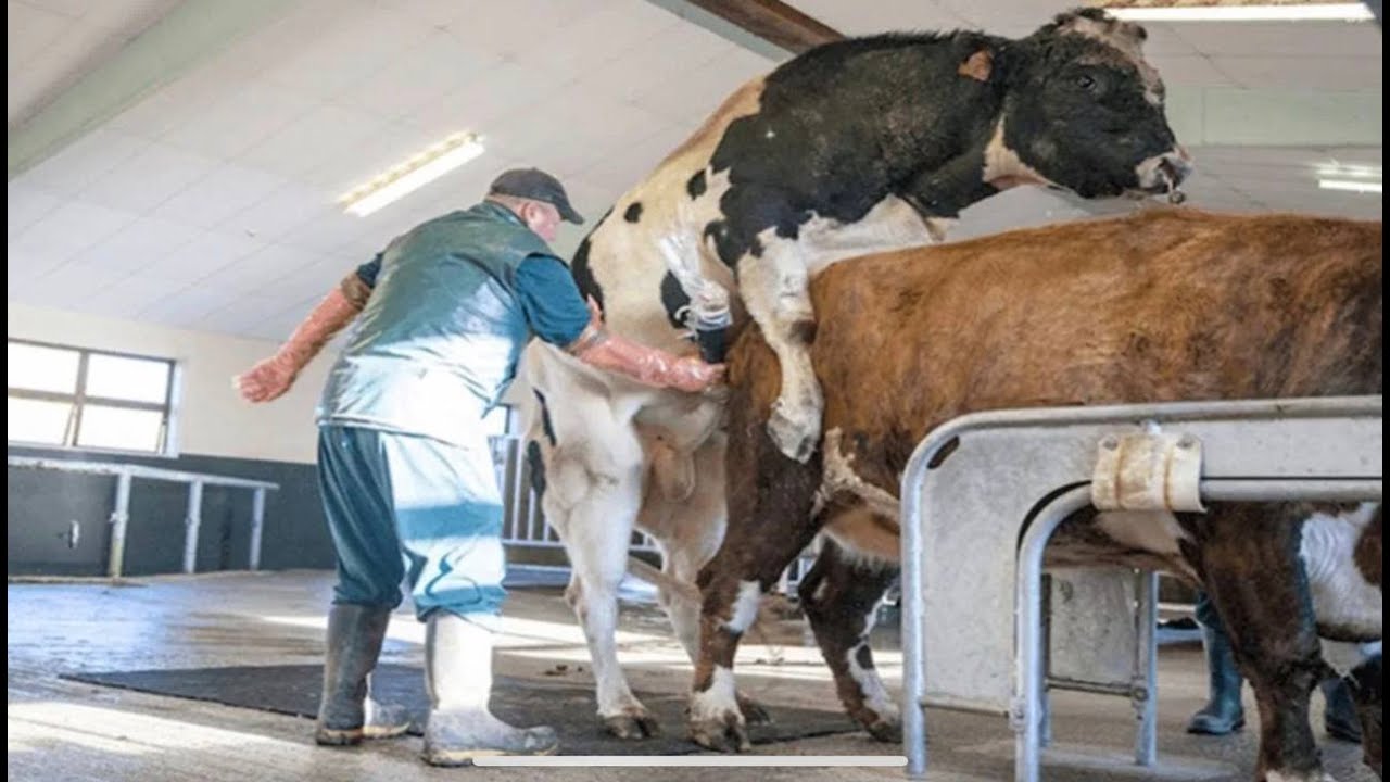 Cows Pregnancy | New Cleaning Brush For Udder | Pretty Girl Drive Big ...