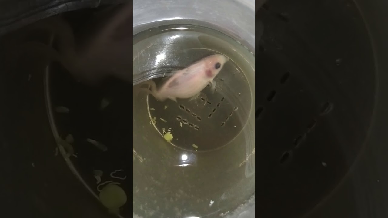 Fish sick by gall bladder disease - YouTube