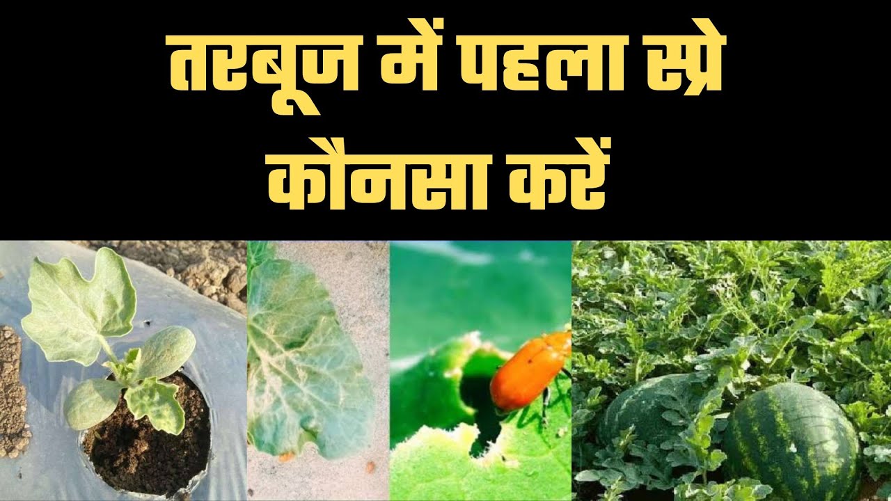 तरबूज में पहली स्प्रे कौनसी करें | Tarbuj Mein First Spray | Tarbuj ...