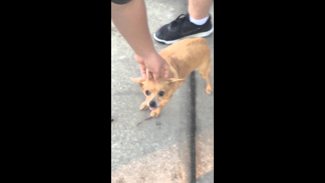 scared doggo - YouTube