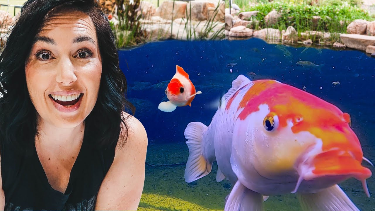 Our Koi fish is FINALLY giving birth! - YouTube