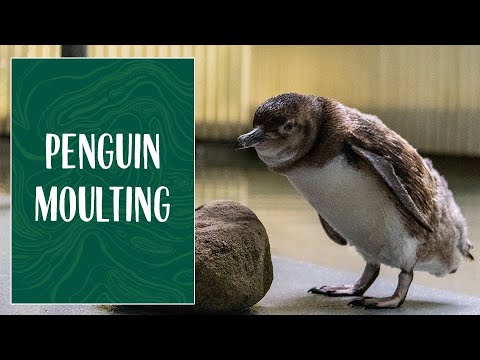 Penguin moulting season - YouTube