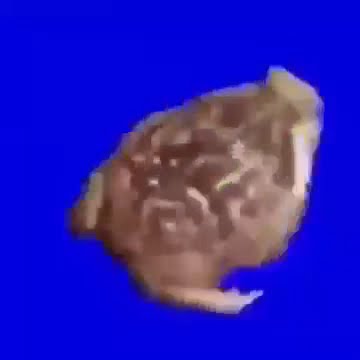 Spinning frog - YouTube