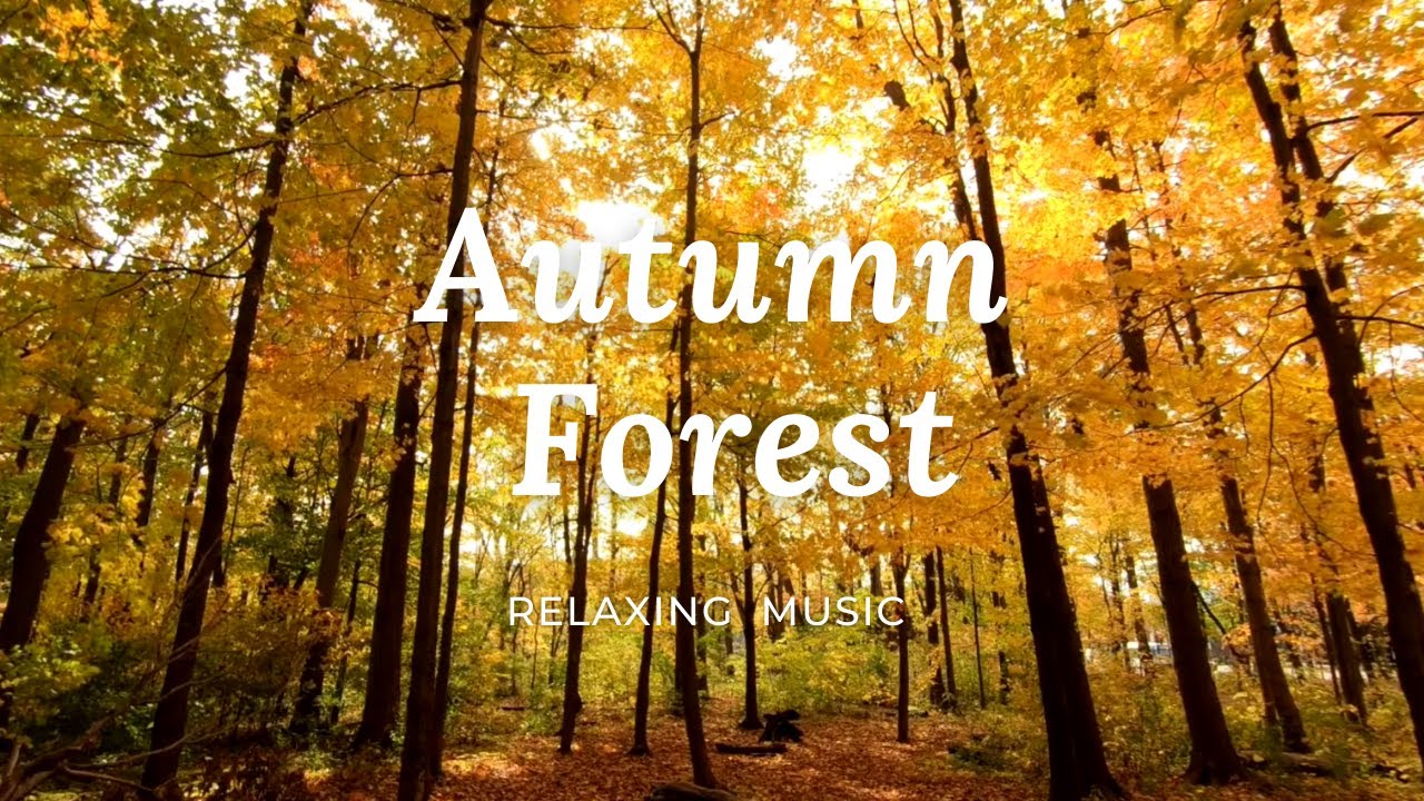 Autumn Forest Relaxing Piano Music - YouTube