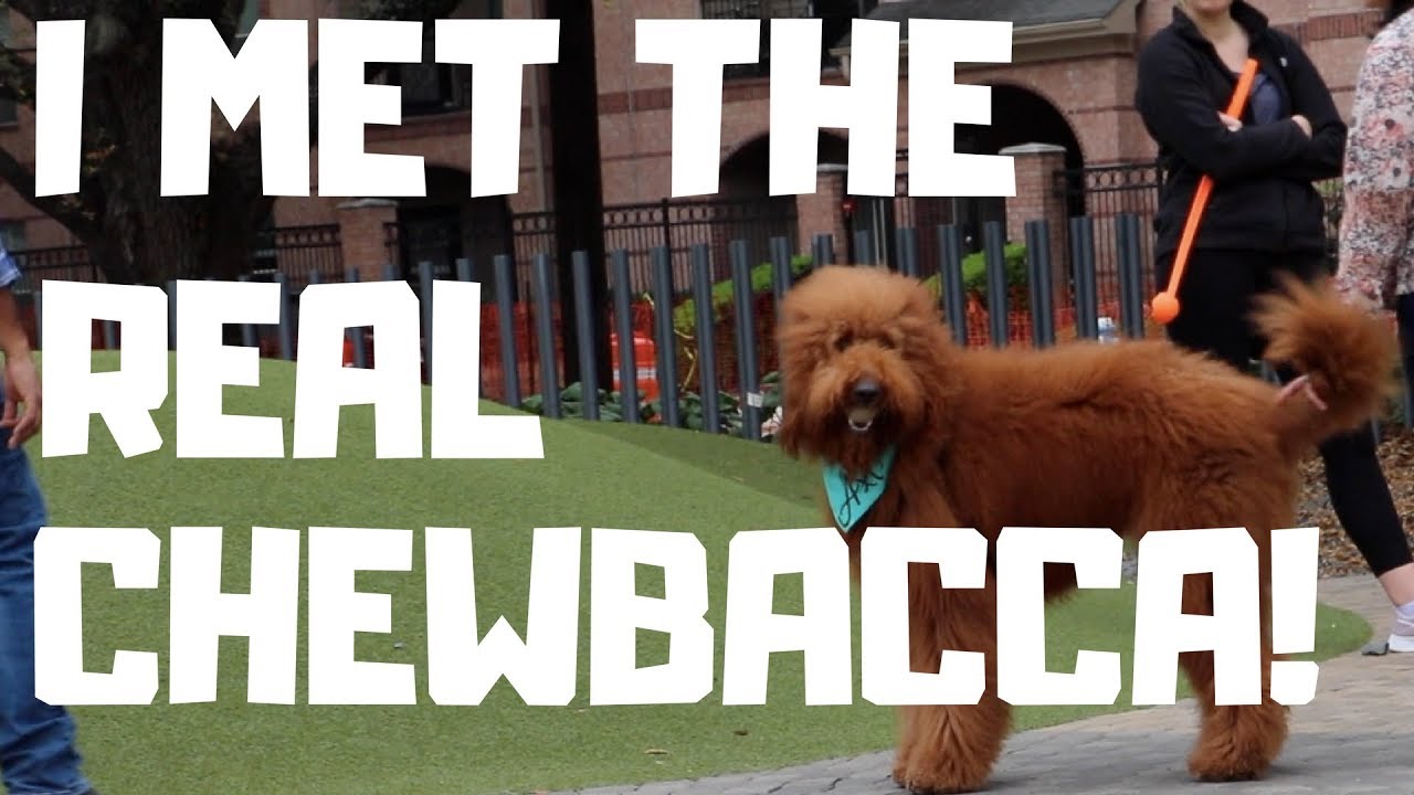 MEETING A FAMOUS GOLDENDOODLE IN HOUSTON! - YouTube