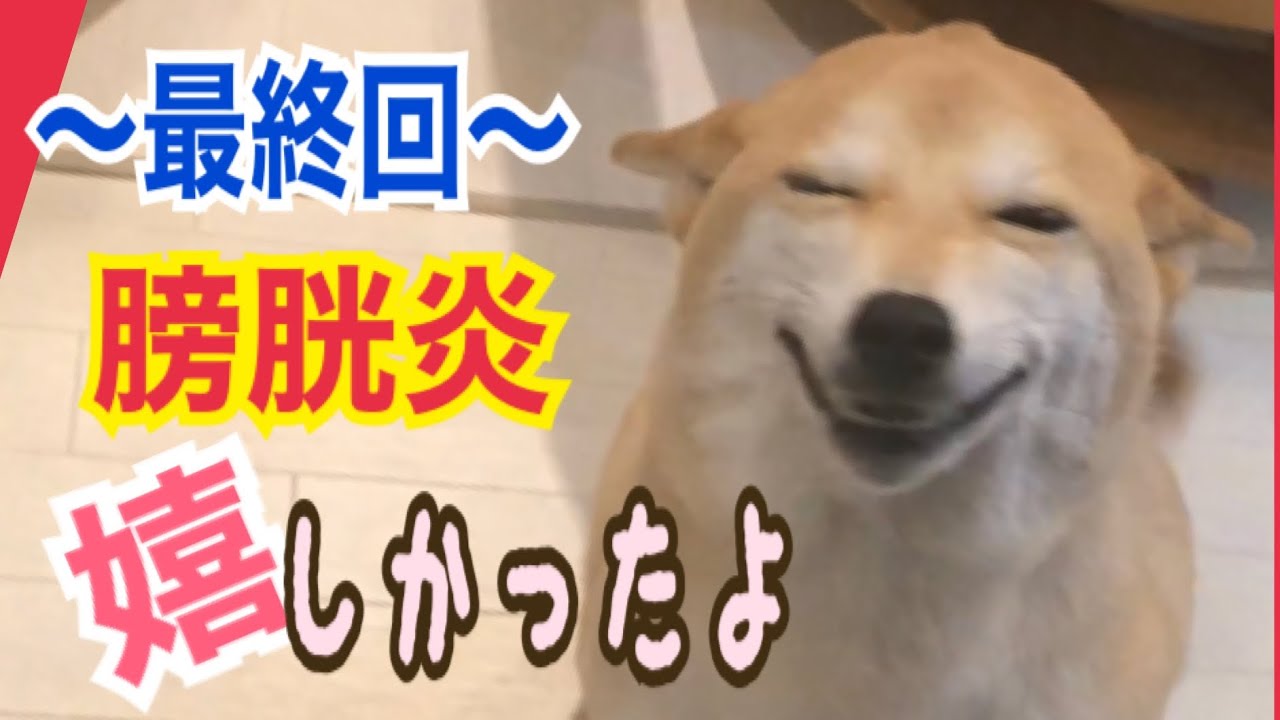 【柴犬 もみさん】病院大好き！みんなが大好き！看板犬！？膀胱炎・最終回 Shiba Inu Momisan cures cystitis ...