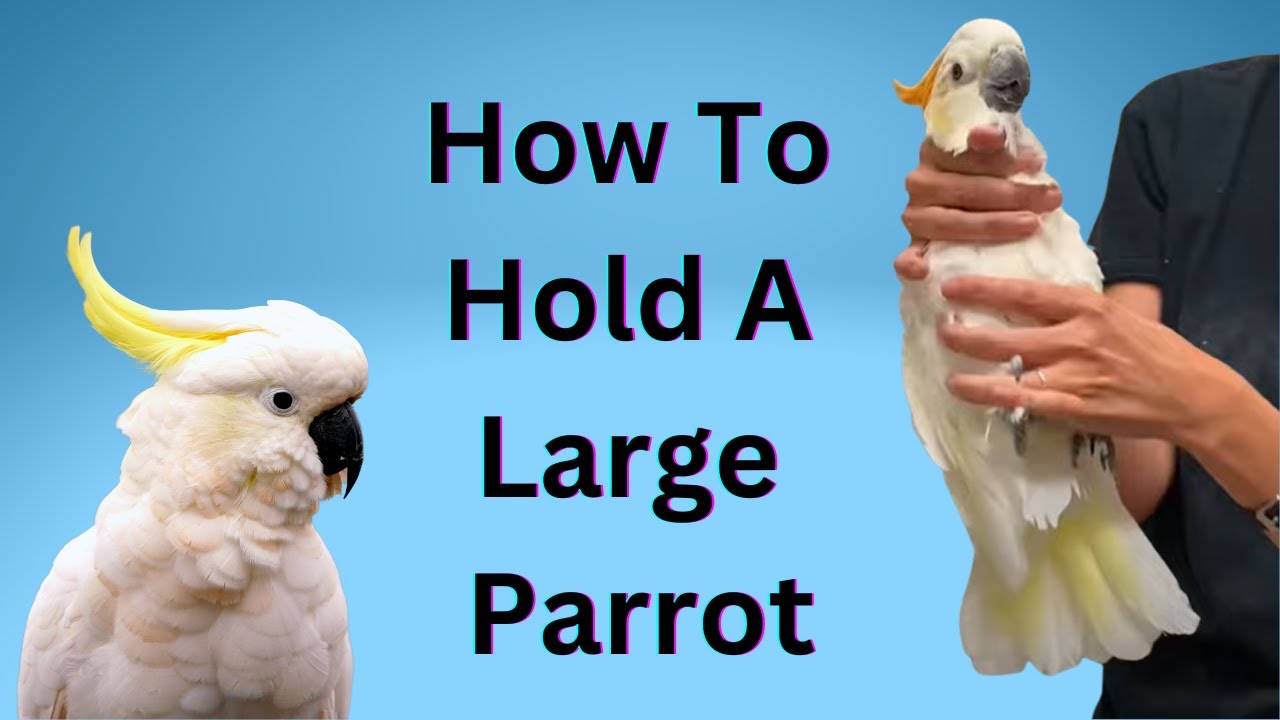 How to Hold a Large Parrot for a Veterinary Exam - YouTube