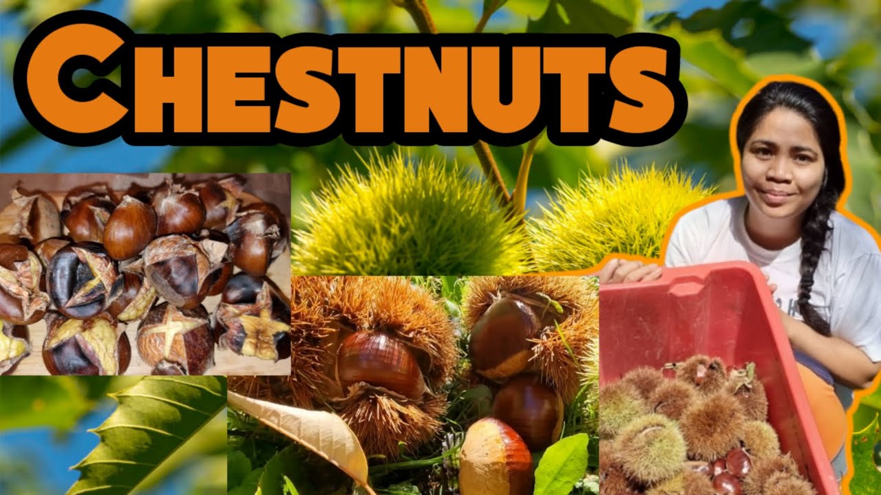 Chestnuts 🌰 #health #benifits of #chestnut #angecorvlogs # ...