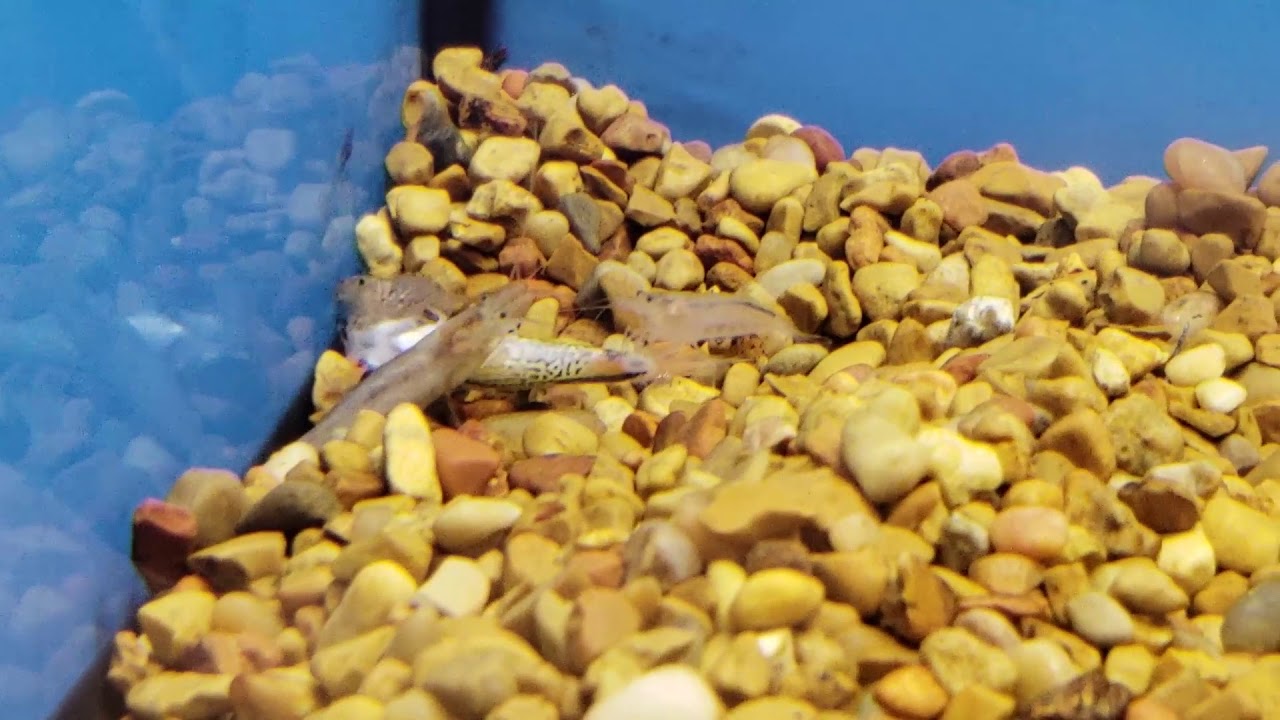 Ghost Shrimp Eating Dead Guppy Fish - YouTube