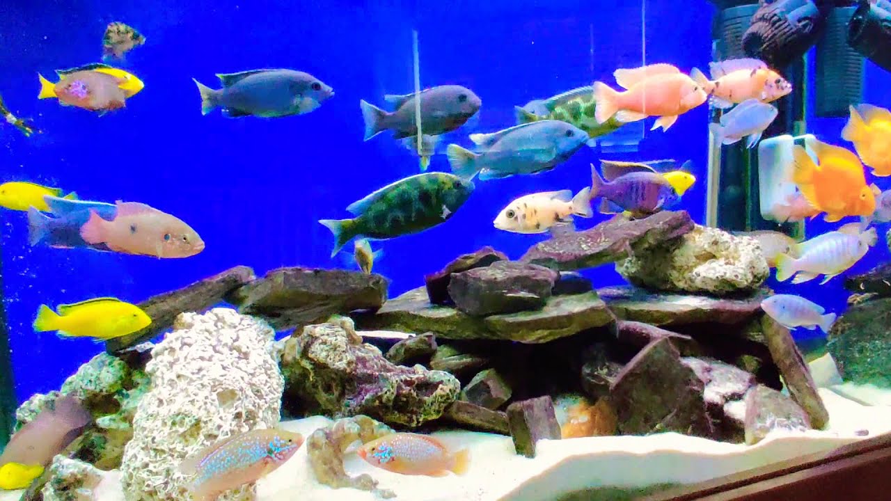African Cichlid baby's Day 15 - YouTube