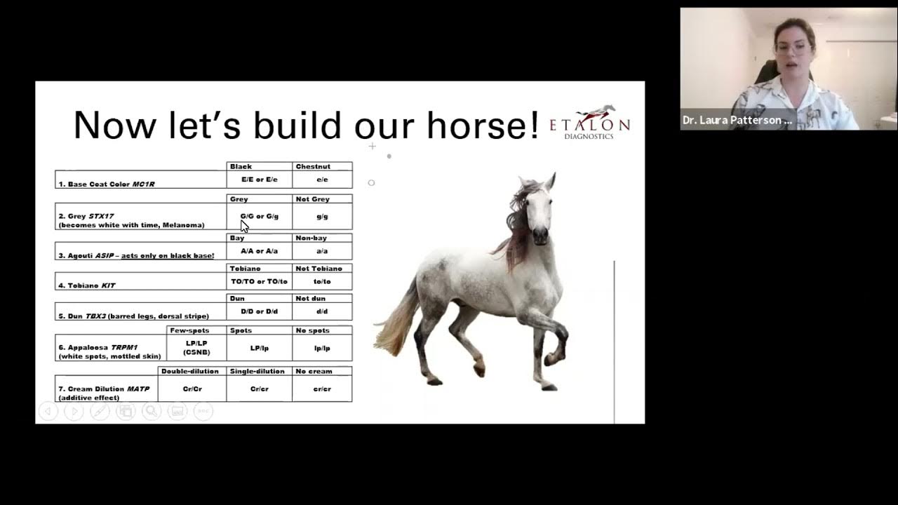 Build your Dream Horse - YouTube