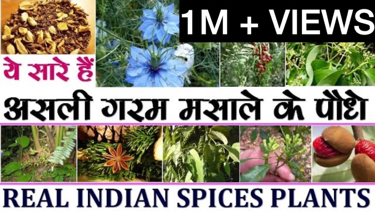 ये सारे हैं असली गरम मसाले के पौधे Real Indian Spices Plants Of GARAM ...