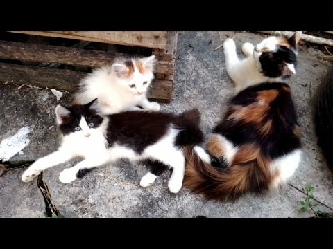 sarapan pagi buat mochi dan opet si kucing lucu yang gak sabaran makan ...