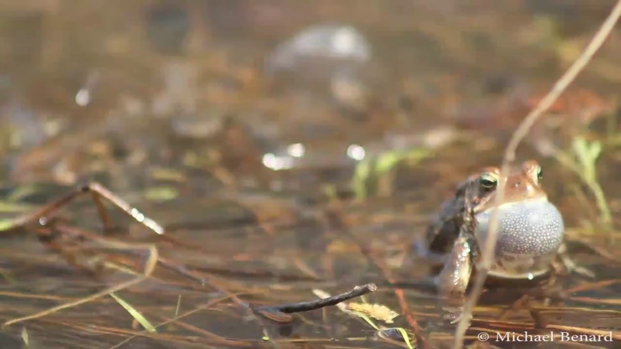 Toad Fight - YouTube