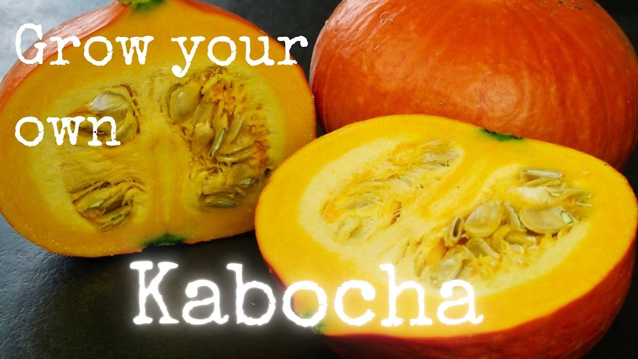 How to grow your own Japanese Kabocha by kurumicooks authentic tasty ...
