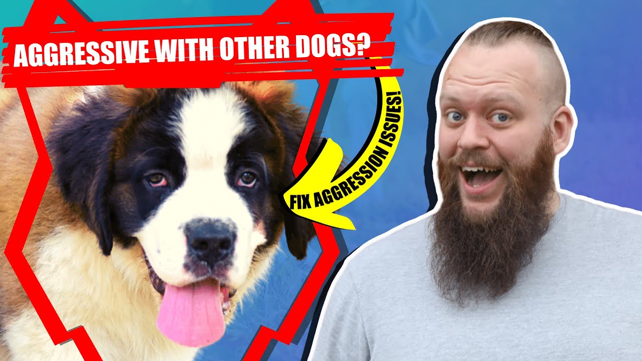 How To Train Aggressive SAINT BERNARD - YouTube