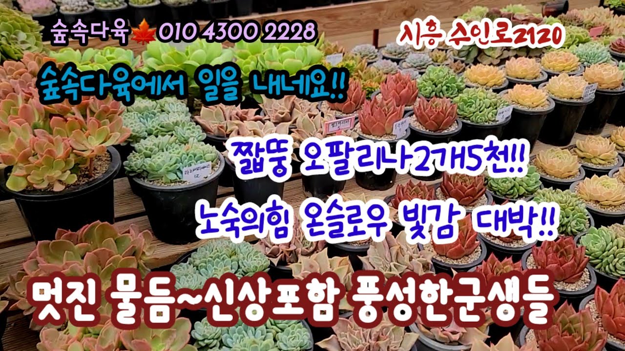 숲속다육에서 이번엔 국민다육을 저렴하게 시작해서 고급종까지 짧뚱오팔리나2개5천 노숙시킨 노란온슬로우를3개 만원등 다양하게 3