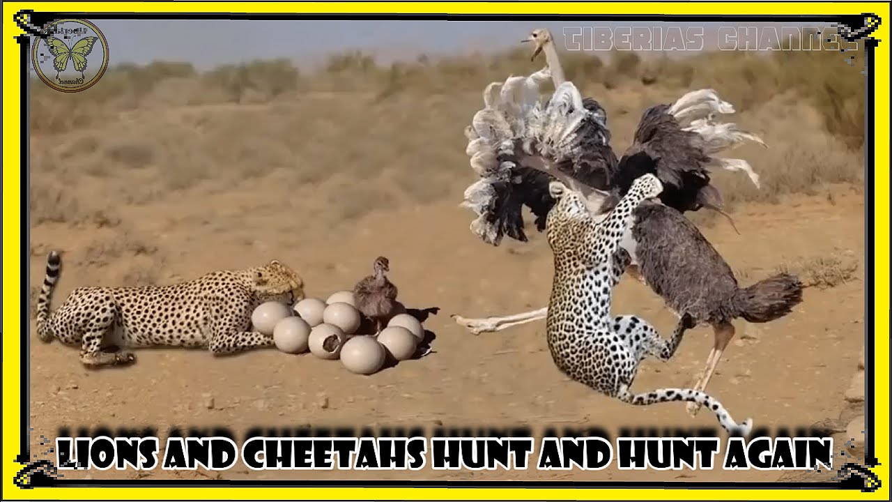 Lions and cheetahs hunt and hunt again/Animal Planet/bbc/bbc earth/Nat ...