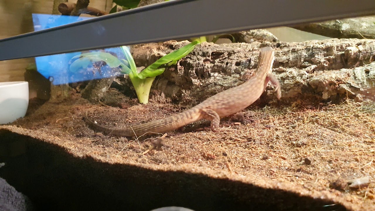 Funny Video prank lizard walks around doing nothing at all - YouTube